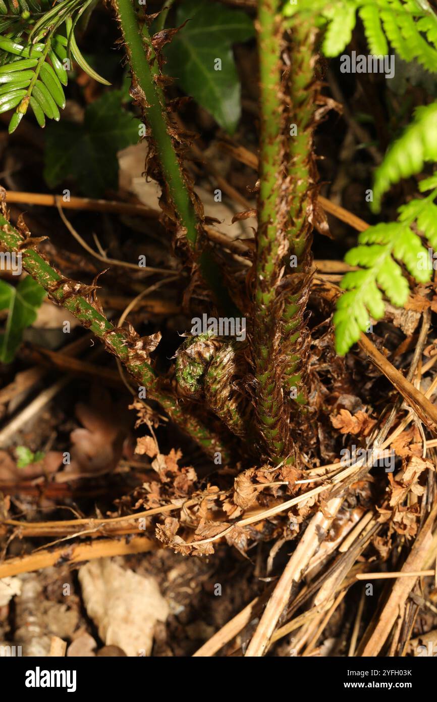 broad buckler-fern (Dryopteris dilatata Stock Photo - Alamy