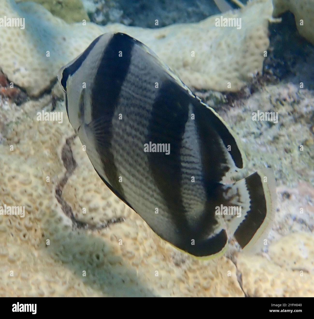 Banded Butterflyfish (Chaetodon striatus Stock Photo - Alamy
