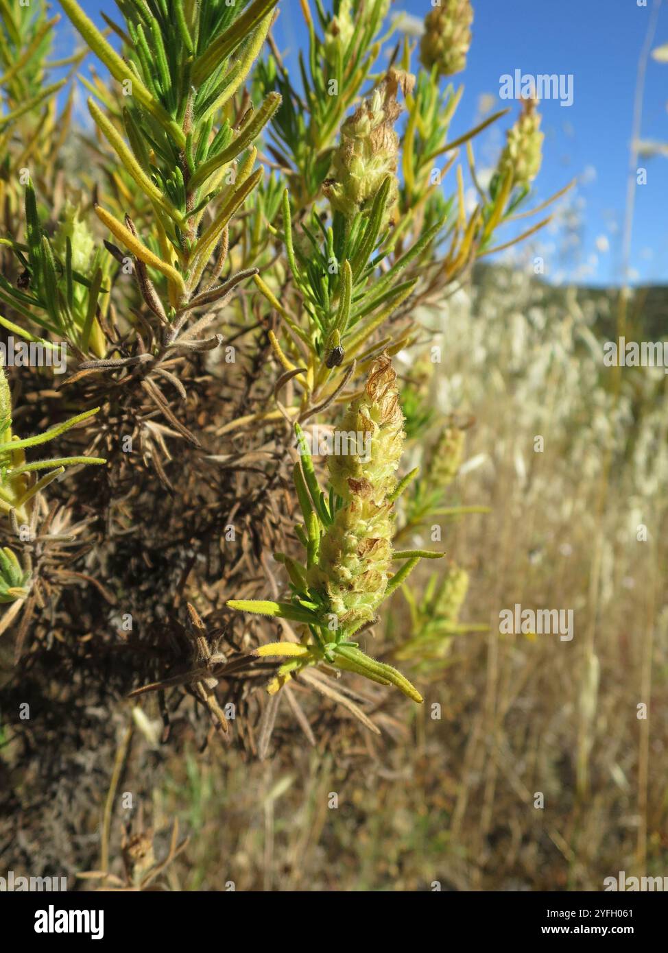 Yellow Lavender (Lavandula viridis Stock Photo - Alamy