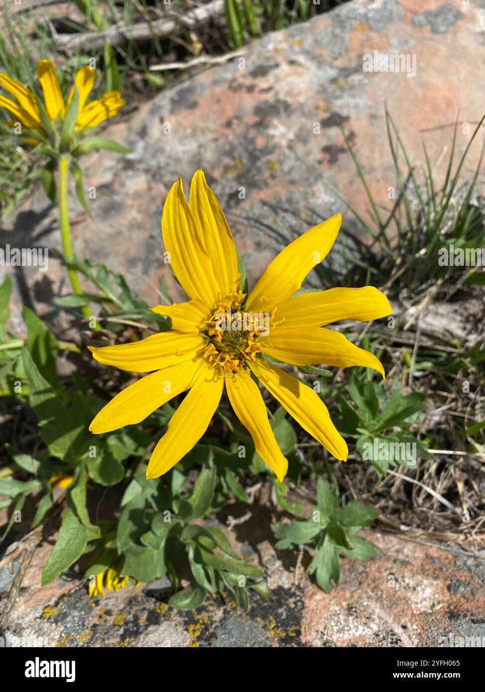 Cutleaf balsamroot hi-res stock photography and images - Alamy