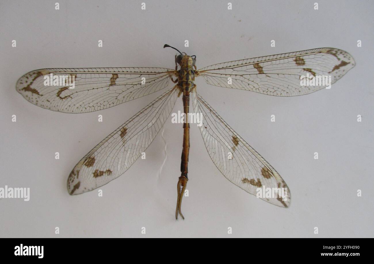 Veld Antlions (Palpares Stock Photo - Alamy