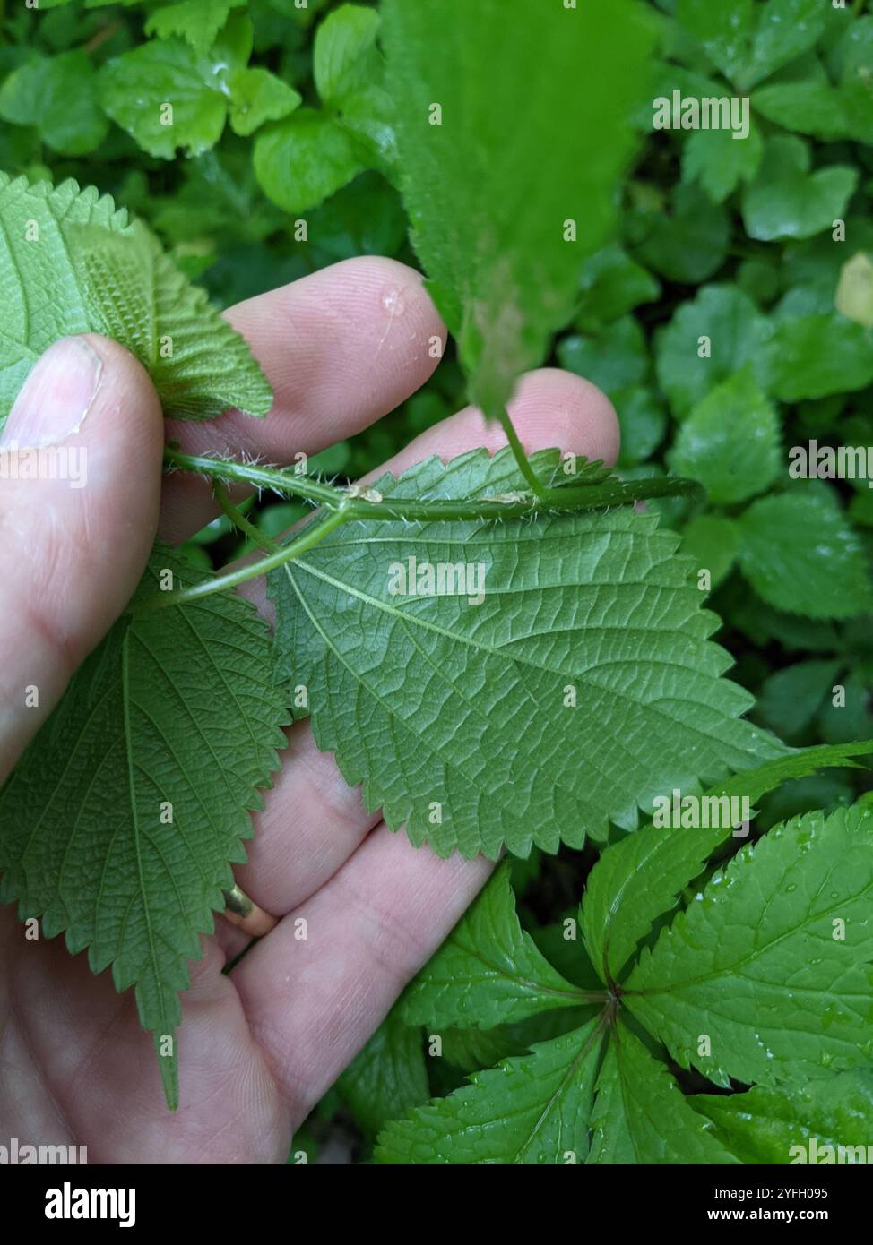 wood nettle (Laportea canadensis Stock Photo - Alamy