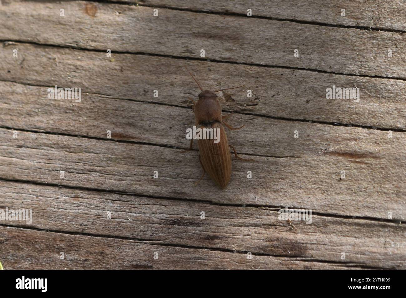 Lined Click Beetle (Agriotes lineatus Stock Photo - Alamy