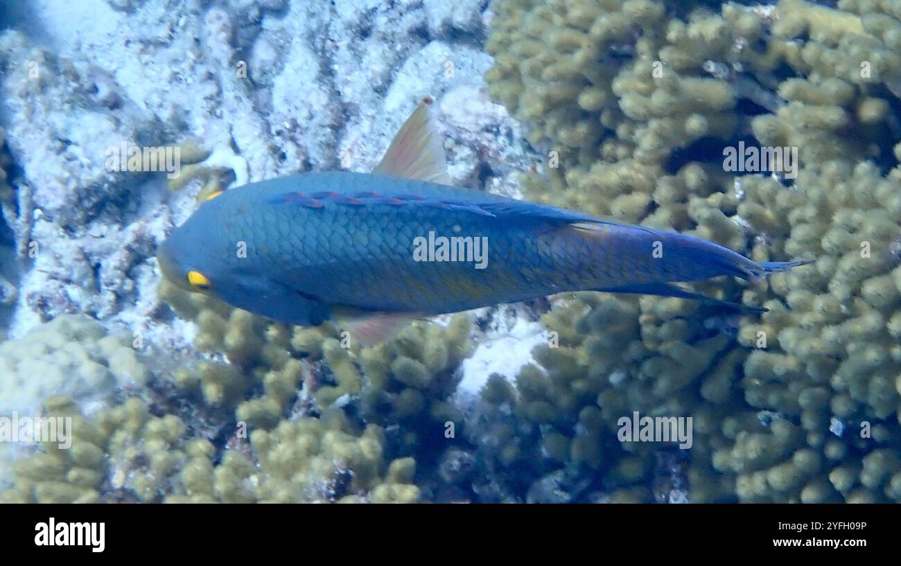 Spanish Hogfish (Bodianus rufus Stock Photo - Alamy