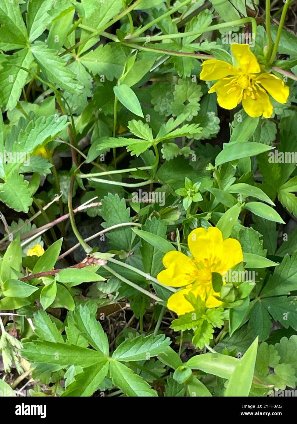 Creeping cinquefoil (Potentilla reptans Stock Photo - Alamy