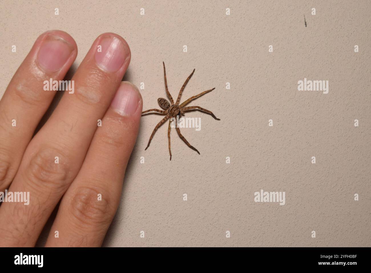 Pantropical Huntsman Spider (Heteropoda venatoria Stock Photo - Alamy