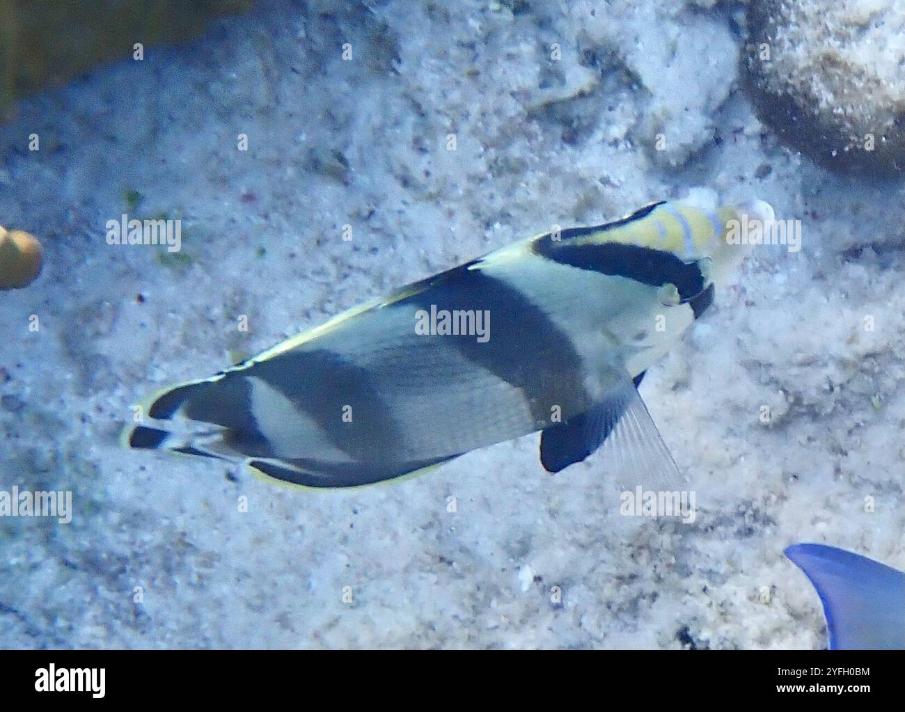 Banded Butterflyfish (Chaetodon striatus Stock Photo - Alamy