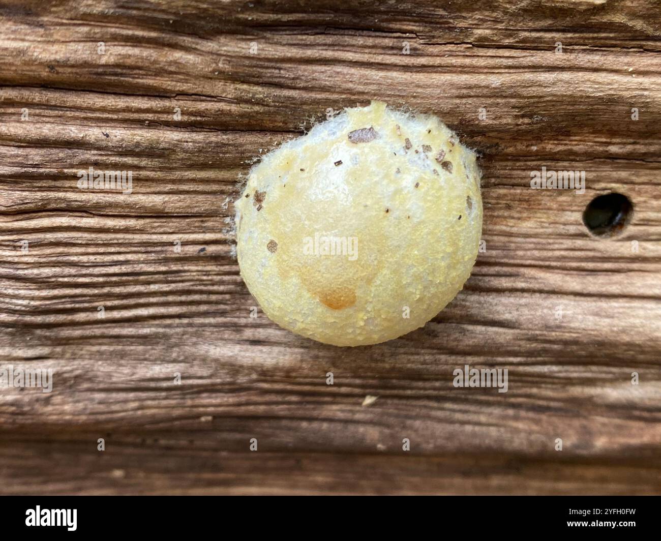 False Puffball (Reticularia lycoperdon Stock Photo - Alamy