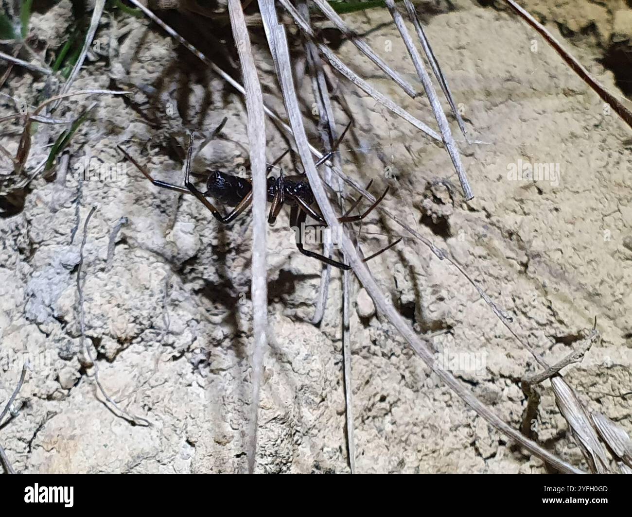 Black Cobweb Spider (Steatoda capensis Stock Photo - Alamy