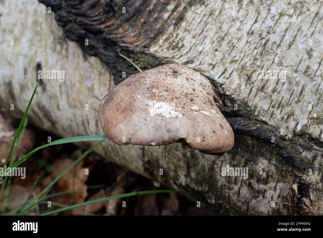 birch polypore (Fomitopsis betulina Stock Photo - Alamy