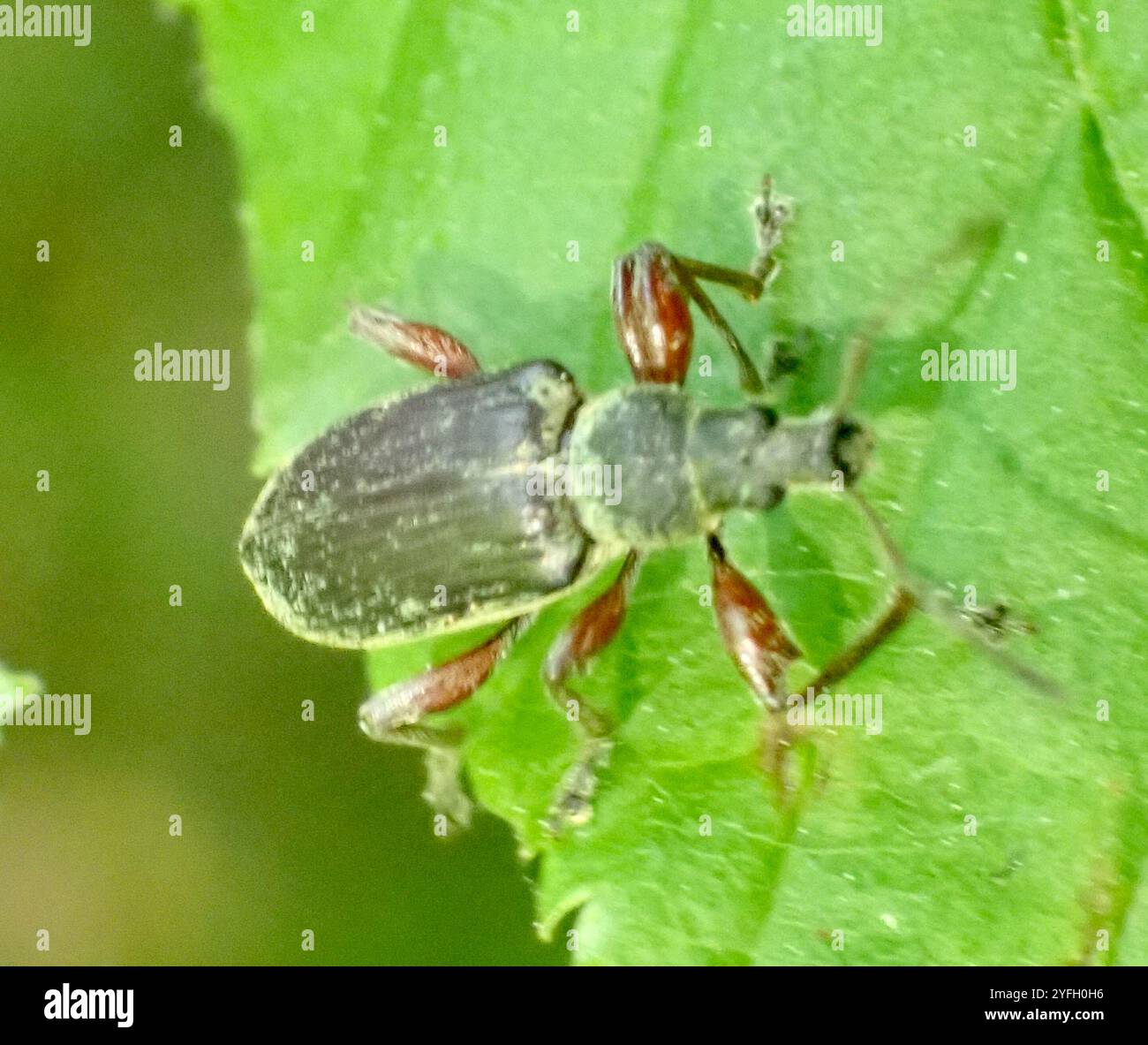 Nettle weevil (Phyllobius pomaceus Stock Photo - Alamy