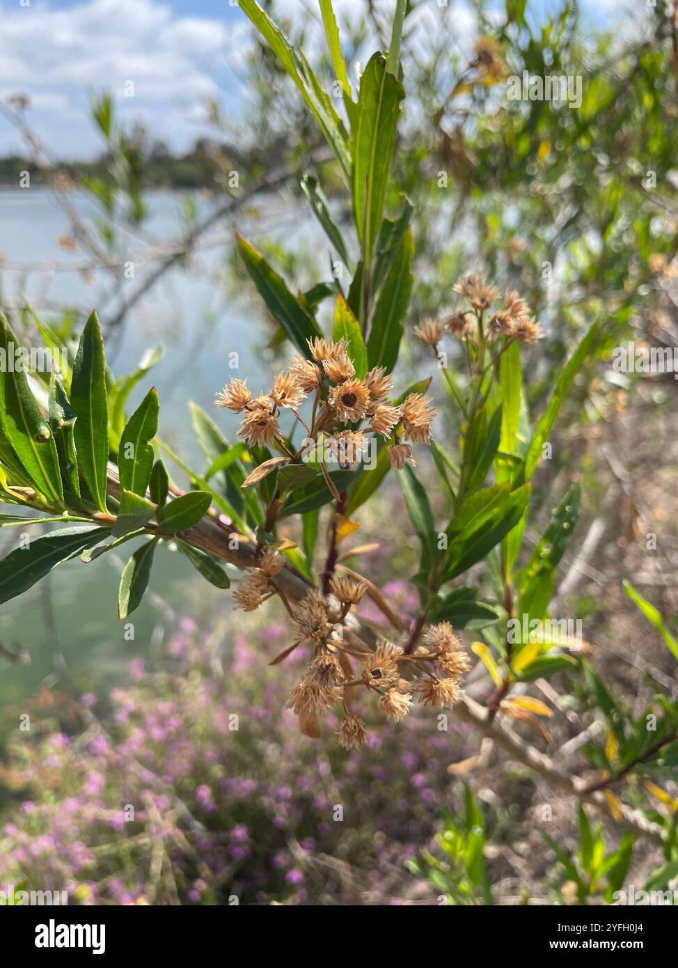 mule fat (Baccharis salicifolia Stock Photo - Alamy
