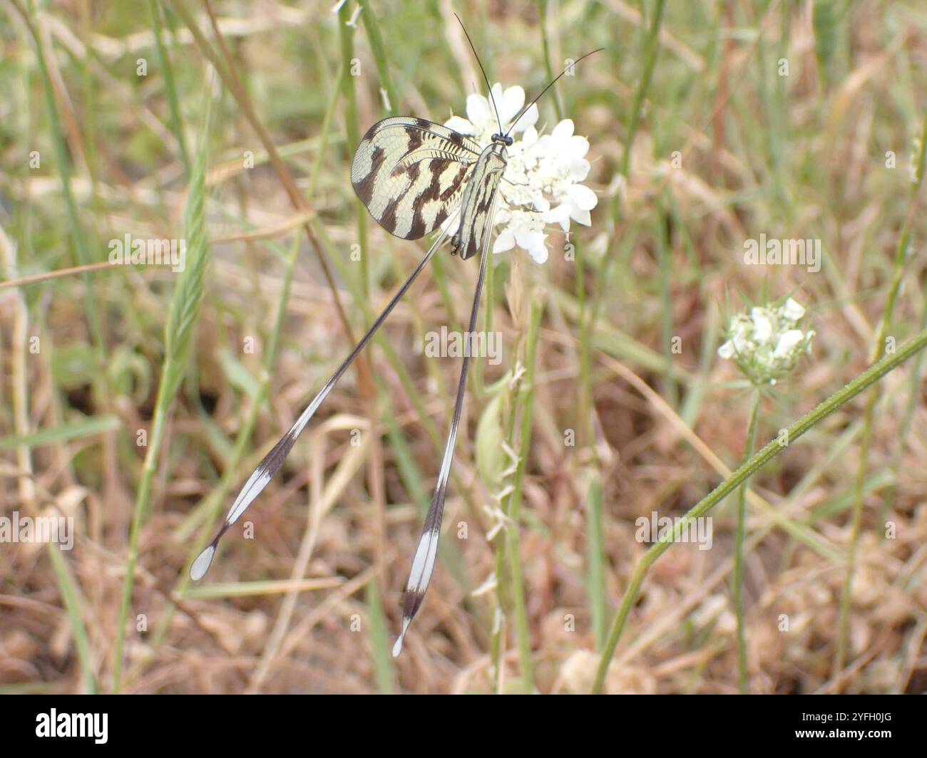 Spoonwing hi-res stock photography and images - Alamy