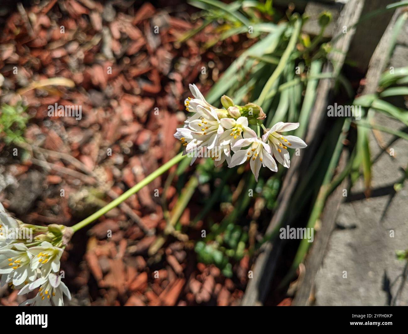 Onion Weed (Nothoscordum gracile Stock Photo - Alamy