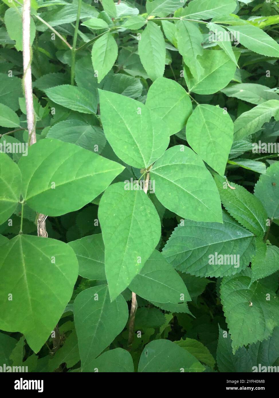 Polystachios hi-res stock photography and images - Alamy