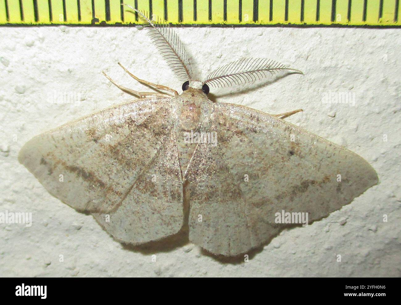 Geometer Moths (Geometridae Stock Photo - Alamy