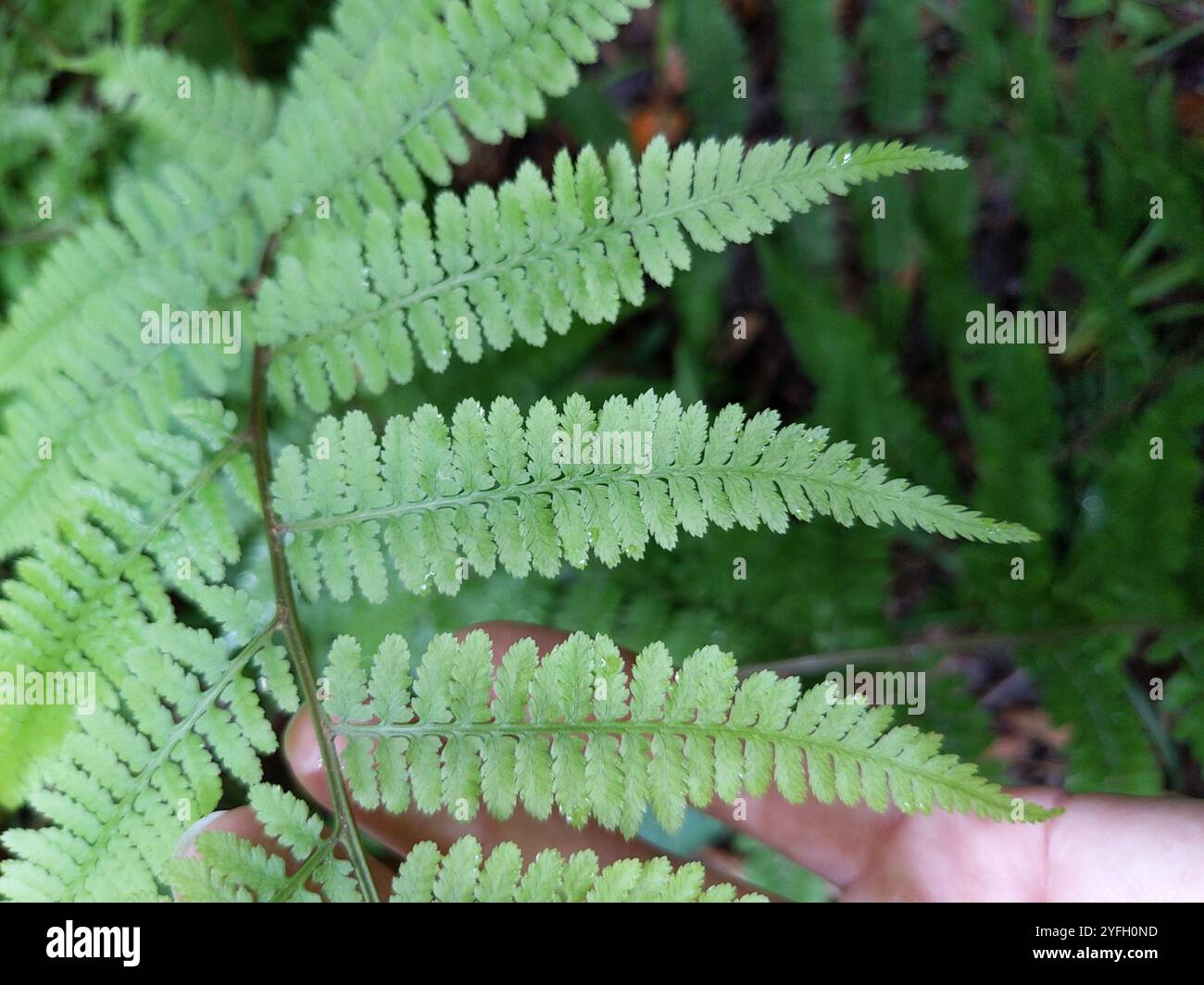 southern lady fern (Athyrium asplenioides Stock Photo - Alamy