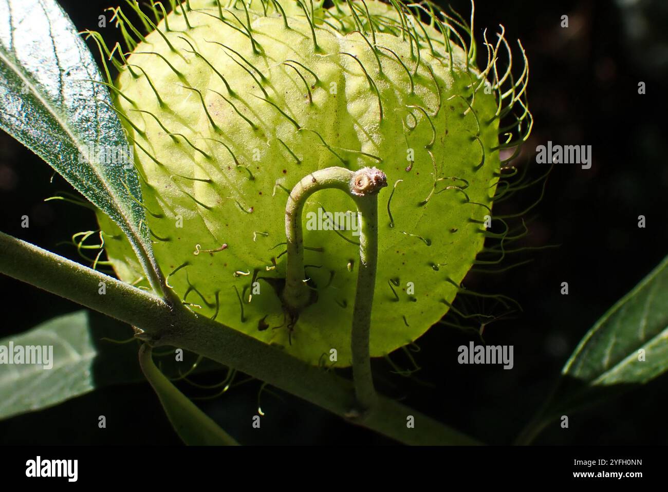 balloonplant (Gomphocarpus physocarpus Stock Photo - Alamy