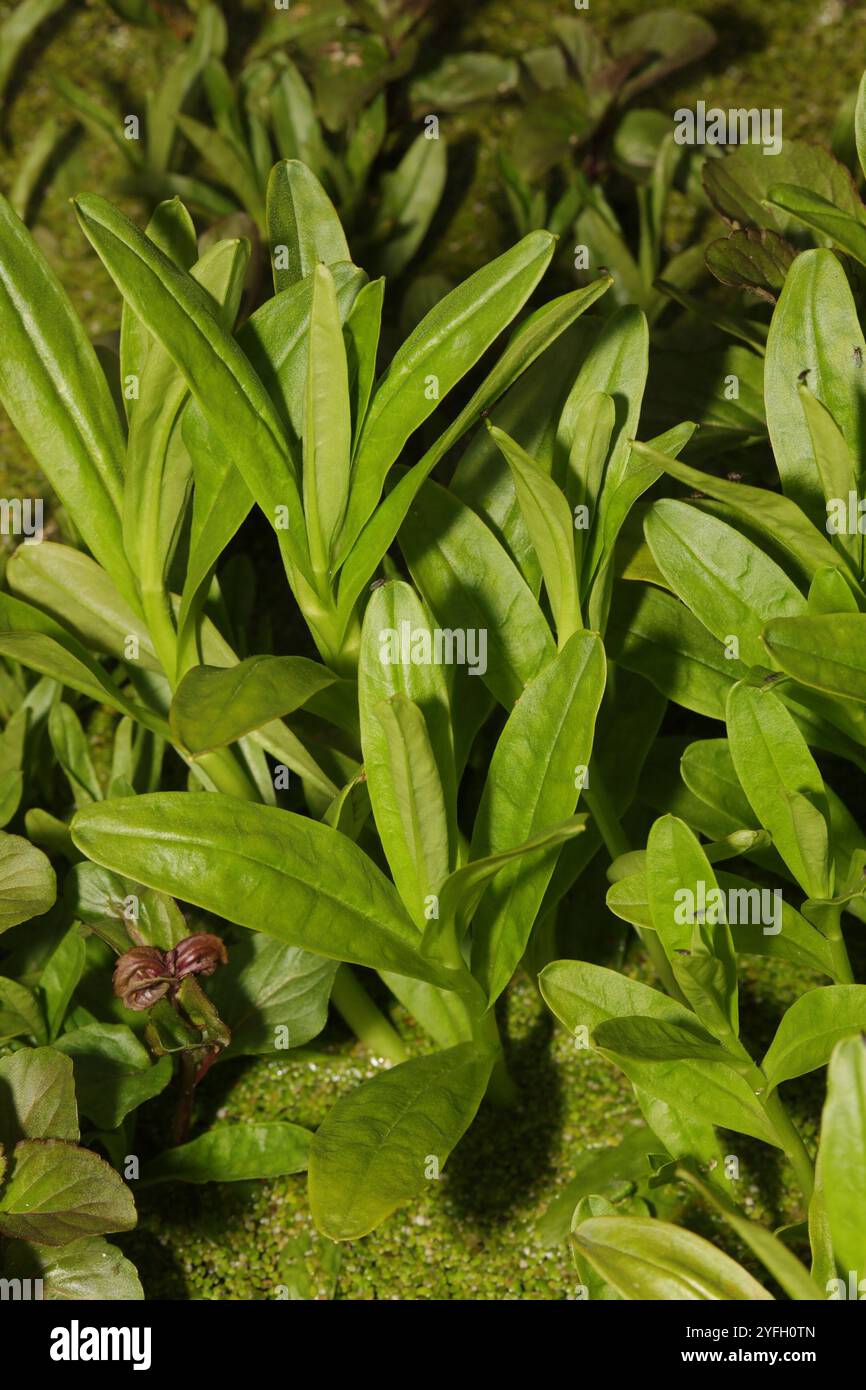 water forget-me-not (Myosotis scorpioides Stock Photo - Alamy