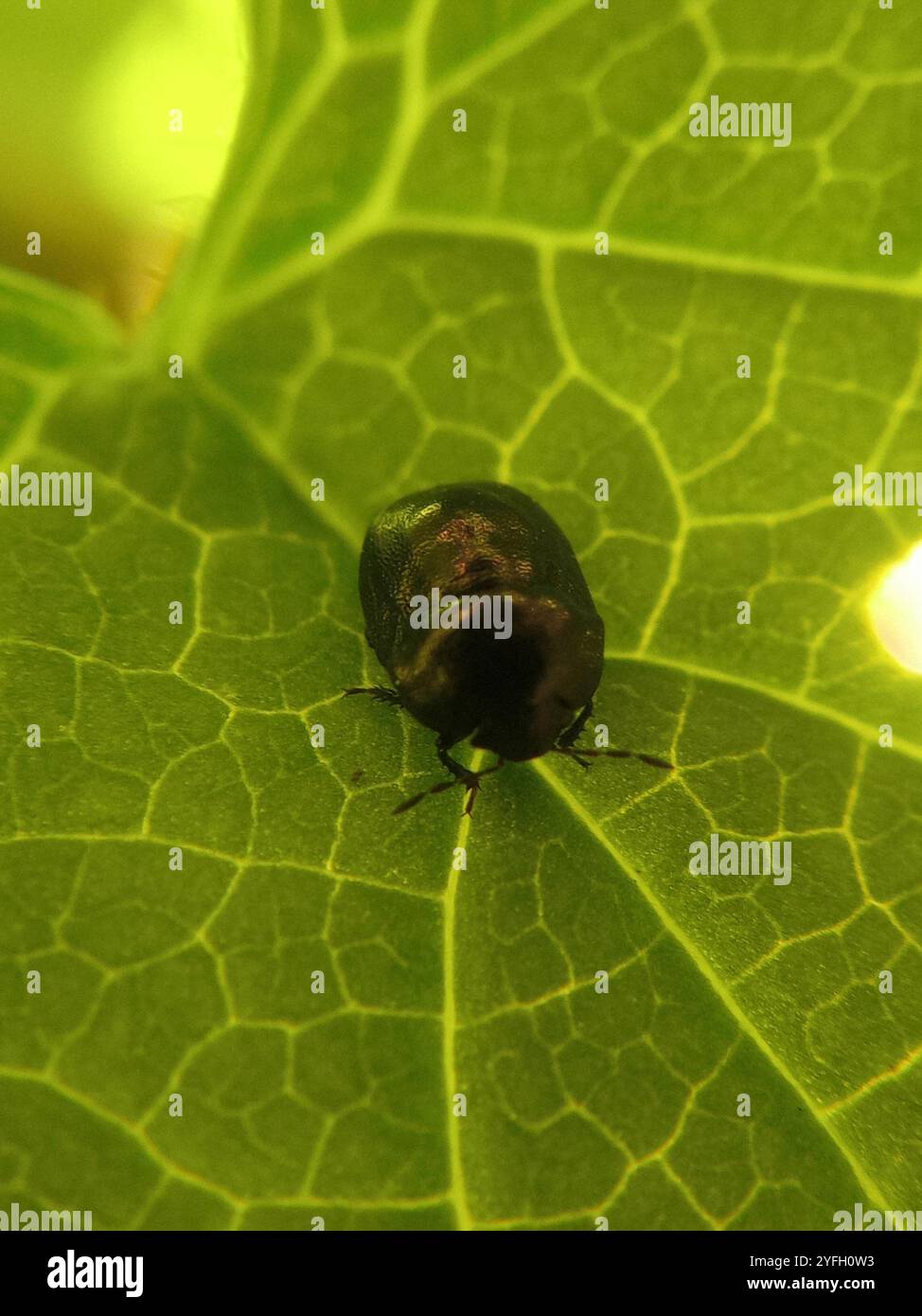 Scarab Shieldbug (Thyreocoris scarabaeoides Stock Photo - Alamy