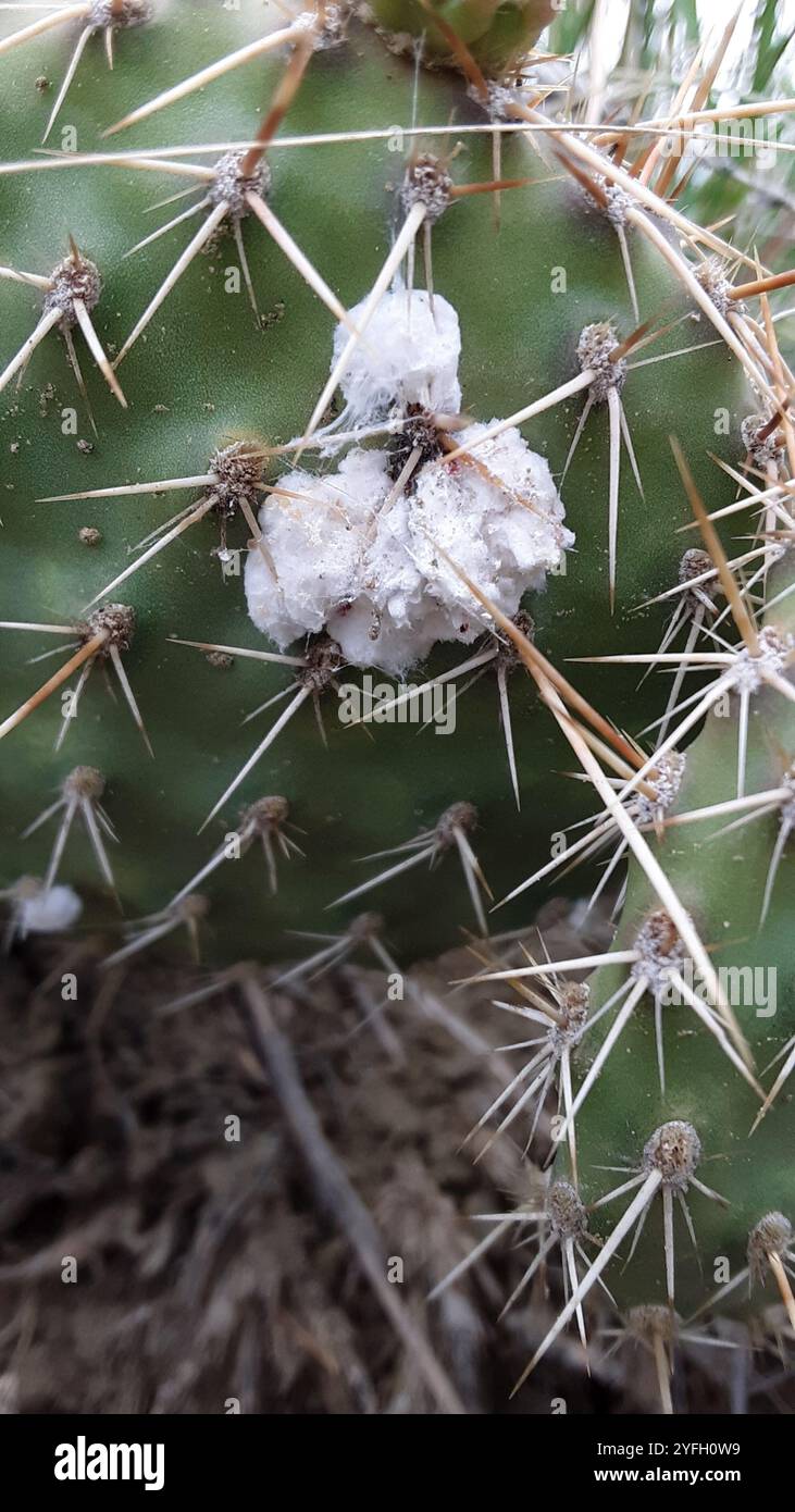 American cochineal bug (Dactylopius confusus Stock Photo - Alamy