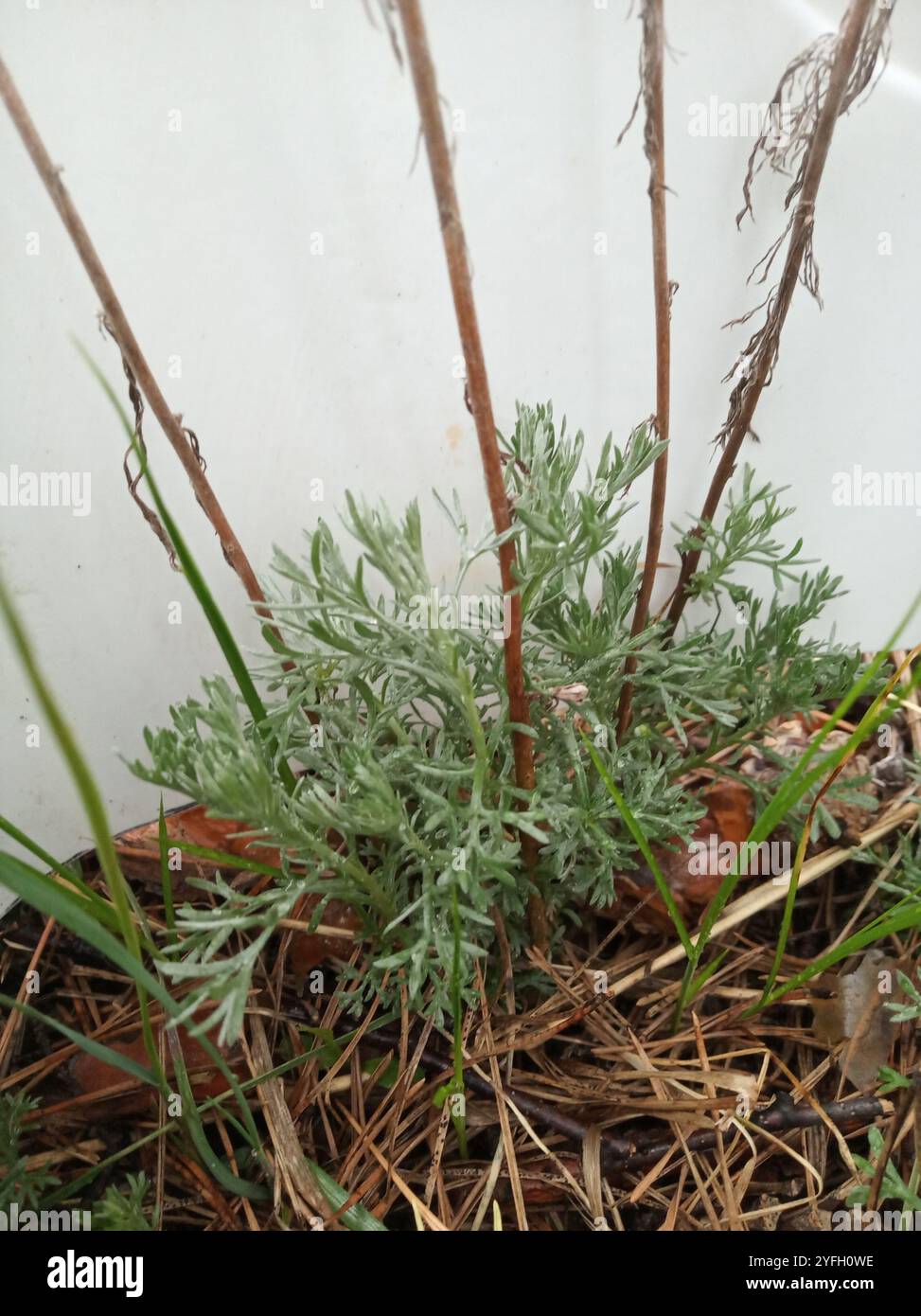 Field Sagewort (Artemisia campestris Stock Photo - Alamy