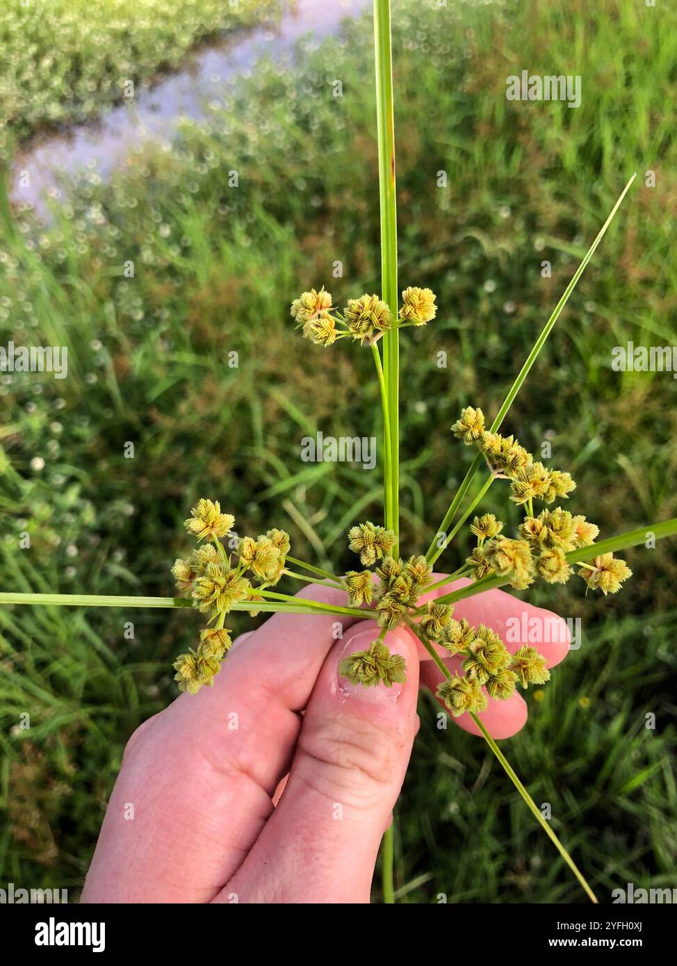 Marsh flatsedge (Cyperus pseudovegetus Stock Photo - Alamy