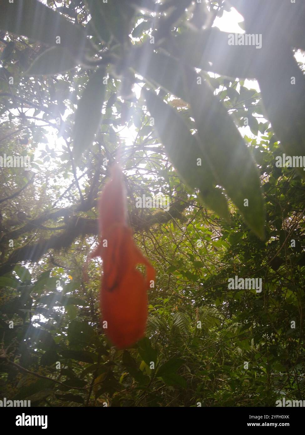 Columnea magnifica columnea magnifica hi-res stock photography and ...