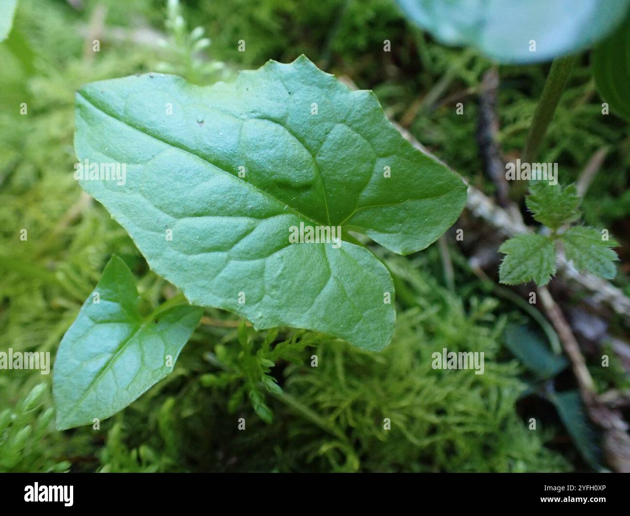 western rattlesnake root (Nabalus alatus Stock Photo - Alamy