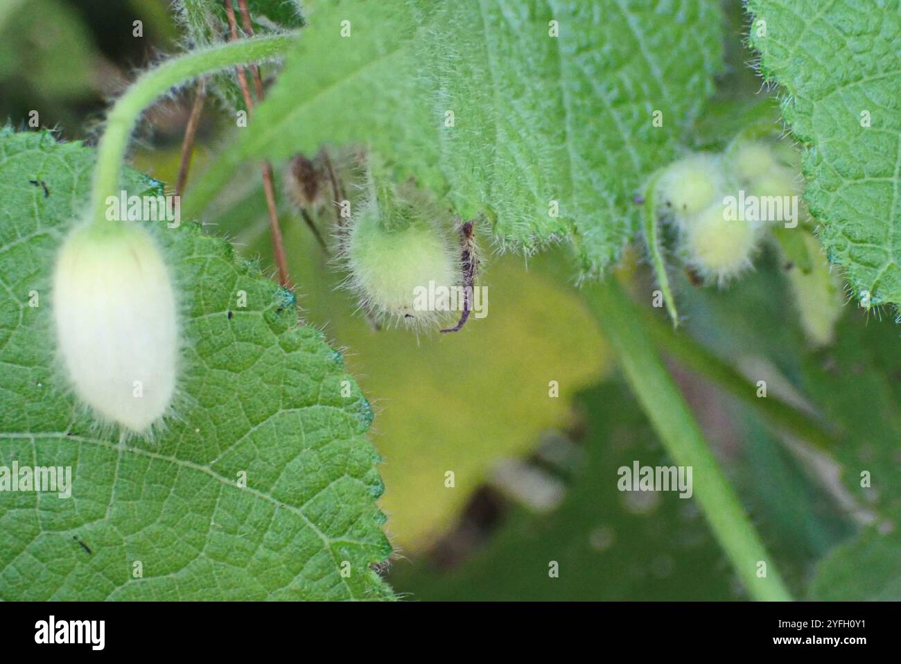 African hemp sparrmannia africana hi-res stock photography and images ...