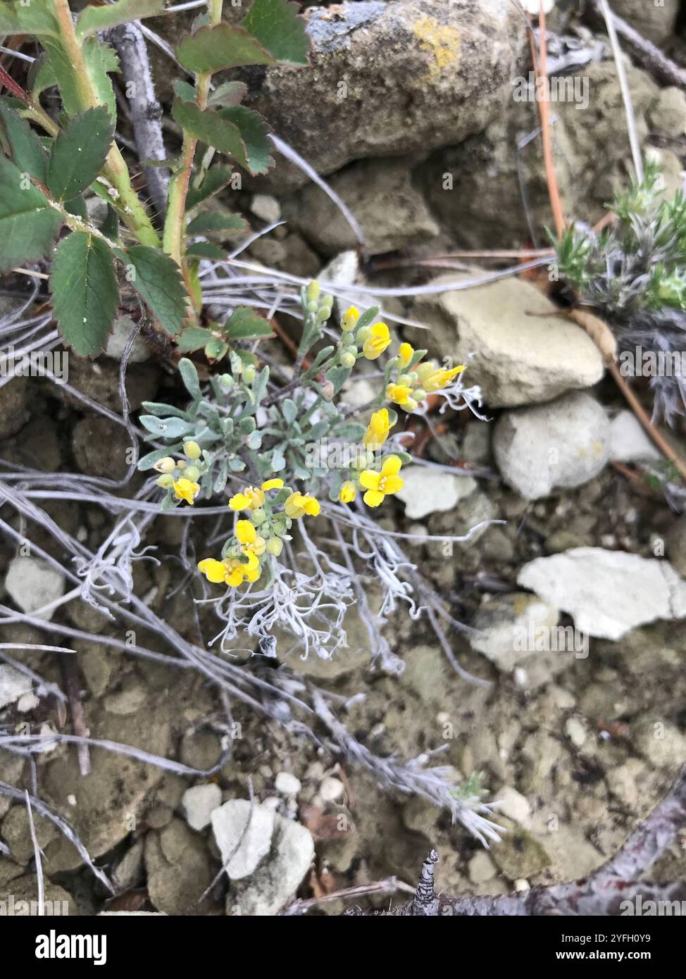 Spatulate Bladderpod (Physaria spatulata Stock Photo - Alamy