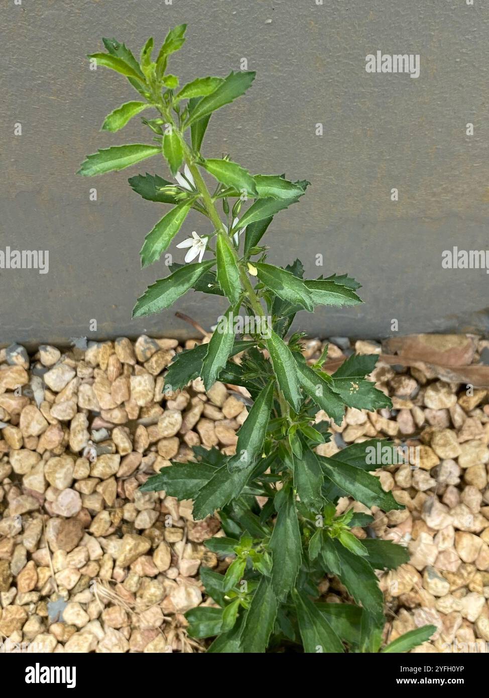 Capraria biflora hi-res stock photography and images - Alamy