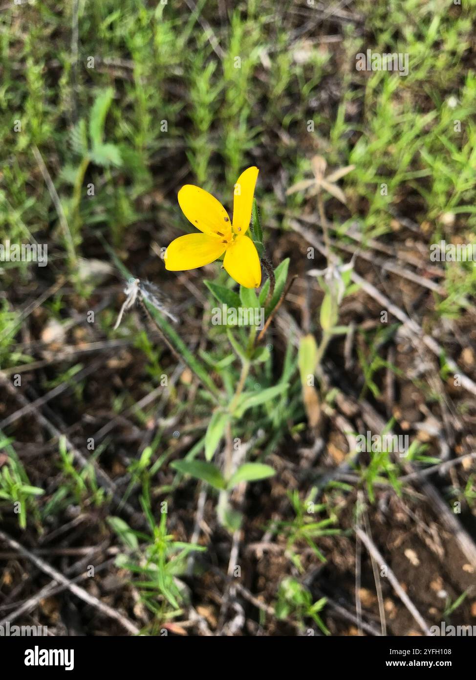 Texas yellow star (Lindheimera texana Stock Photo - Alamy