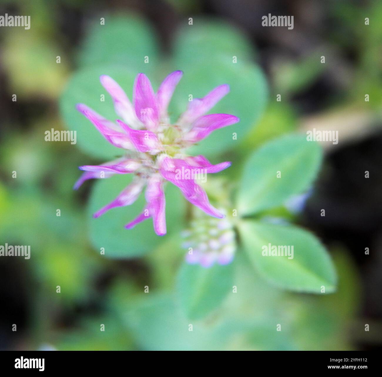Reversed clover (Trifolium resupinatum Stock Photo - Alamy