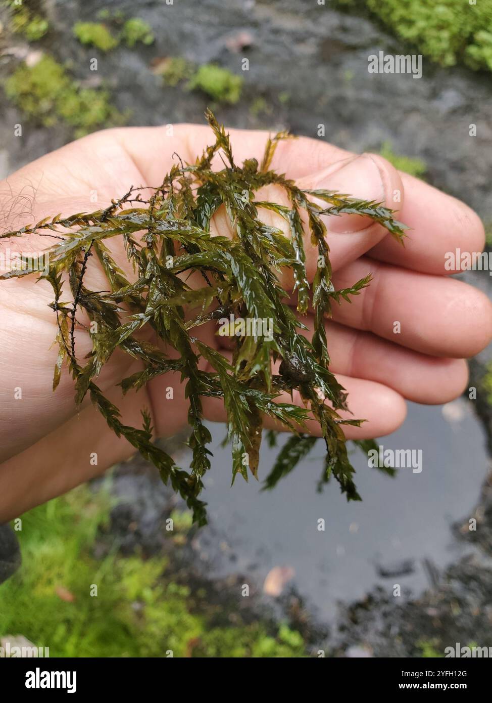 Fontinalis antipyretica willow moss hi-res stock photography and images ...