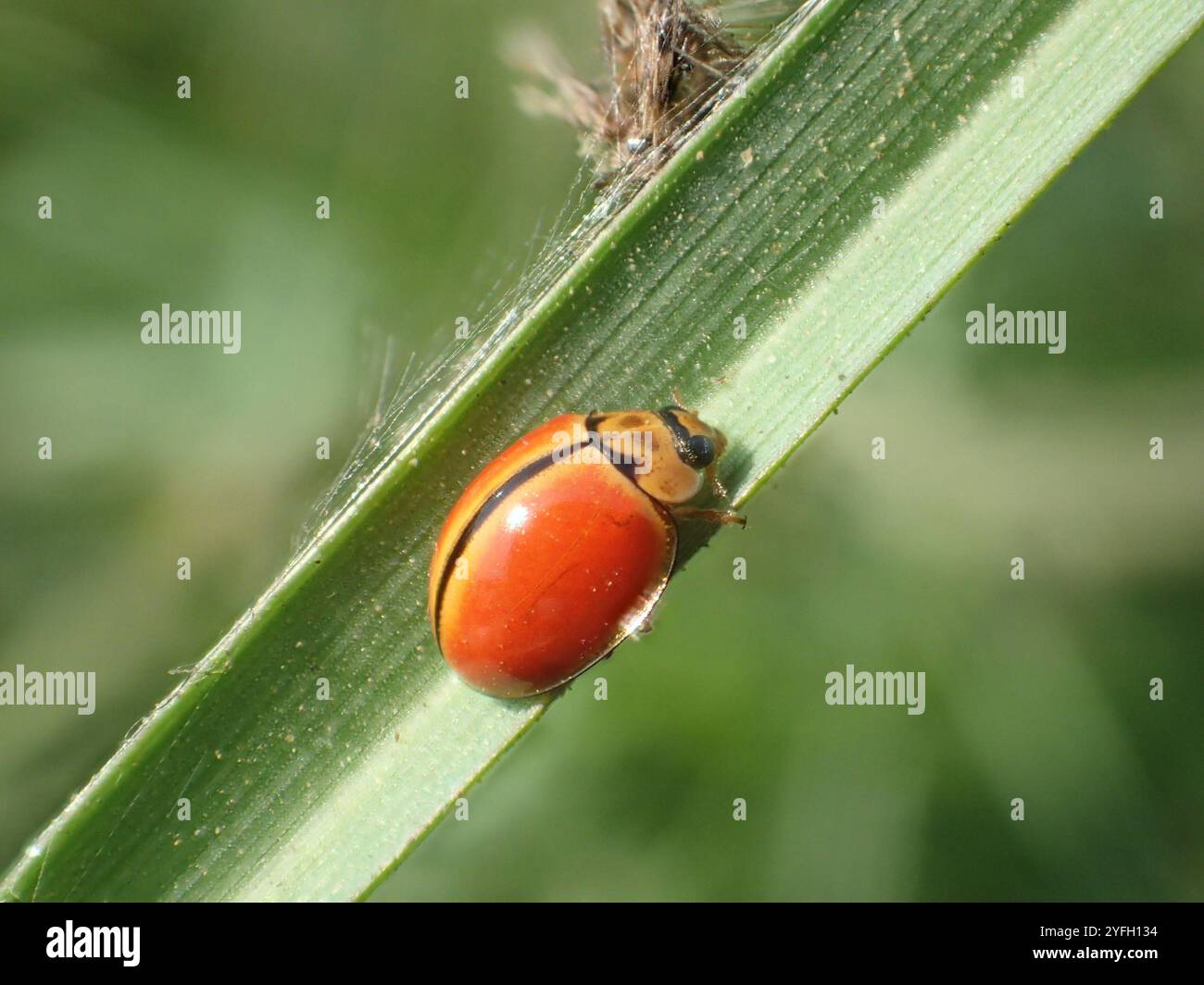 Micraspis hi-res stock photography and images - Alamy