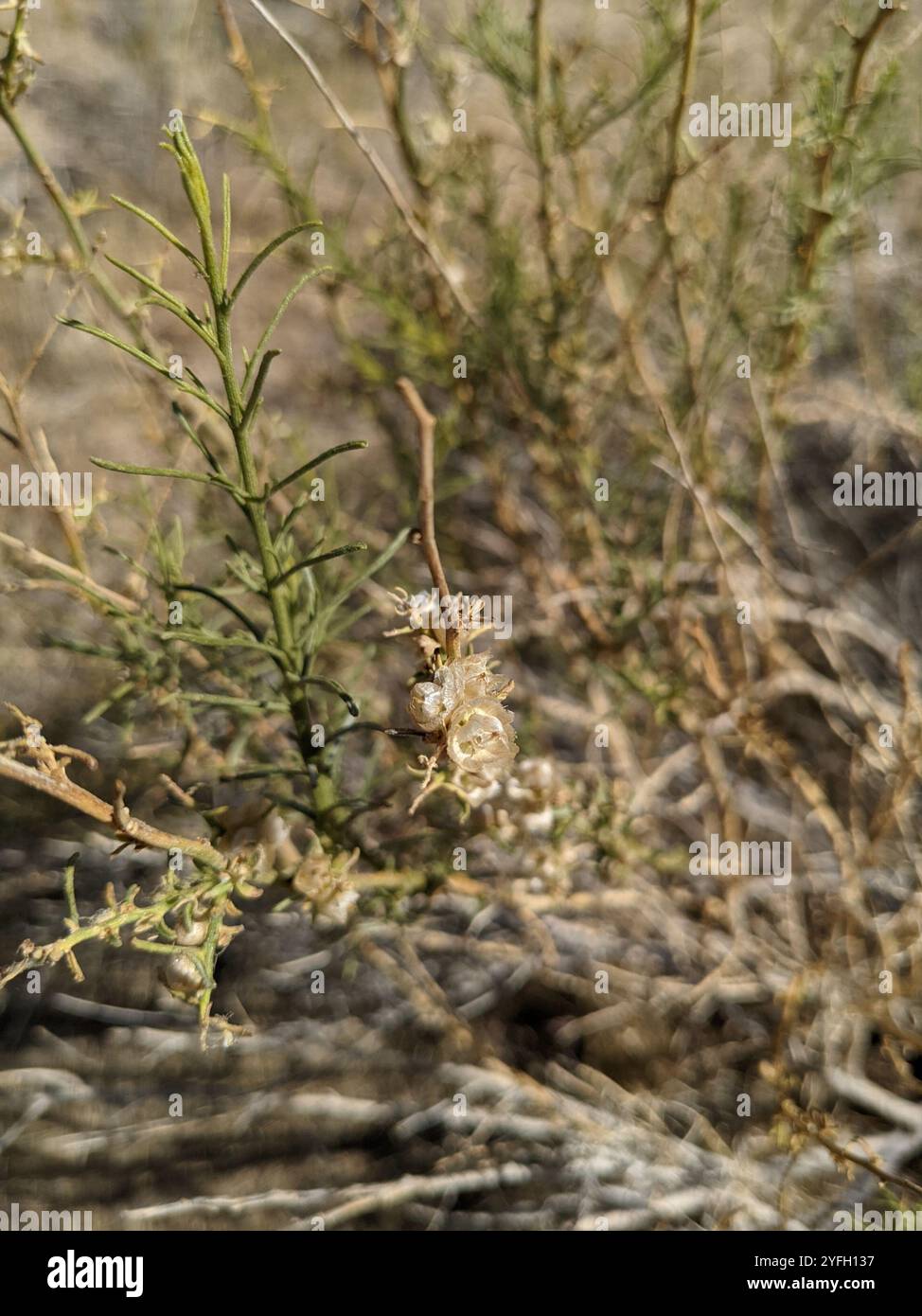 Cheesebush (Ambrosia salsola Stock Photo - Alamy