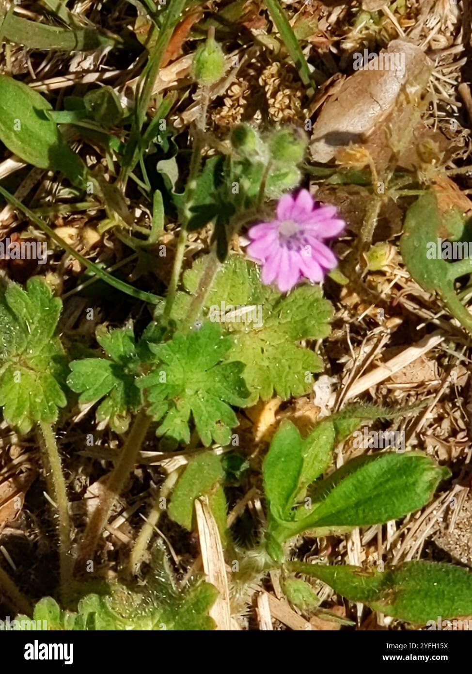 Dove's-foot crane's-bill (Geranium molle Stock Photo - Alamy