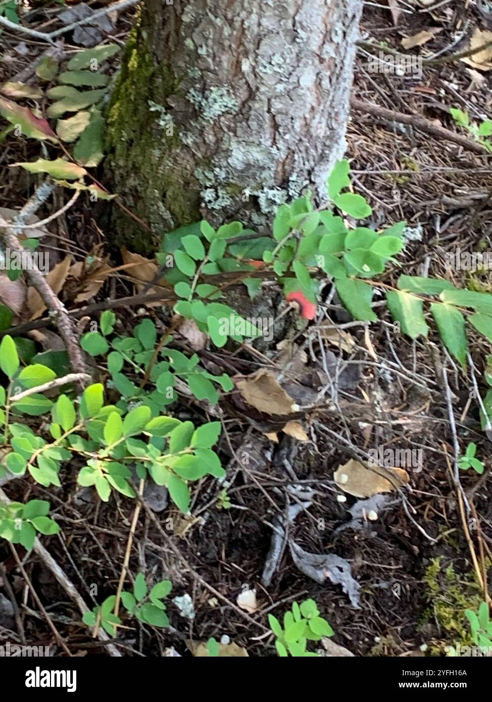 creeping snowberry (Symphoricarpos mollis Stock Photo - Alamy