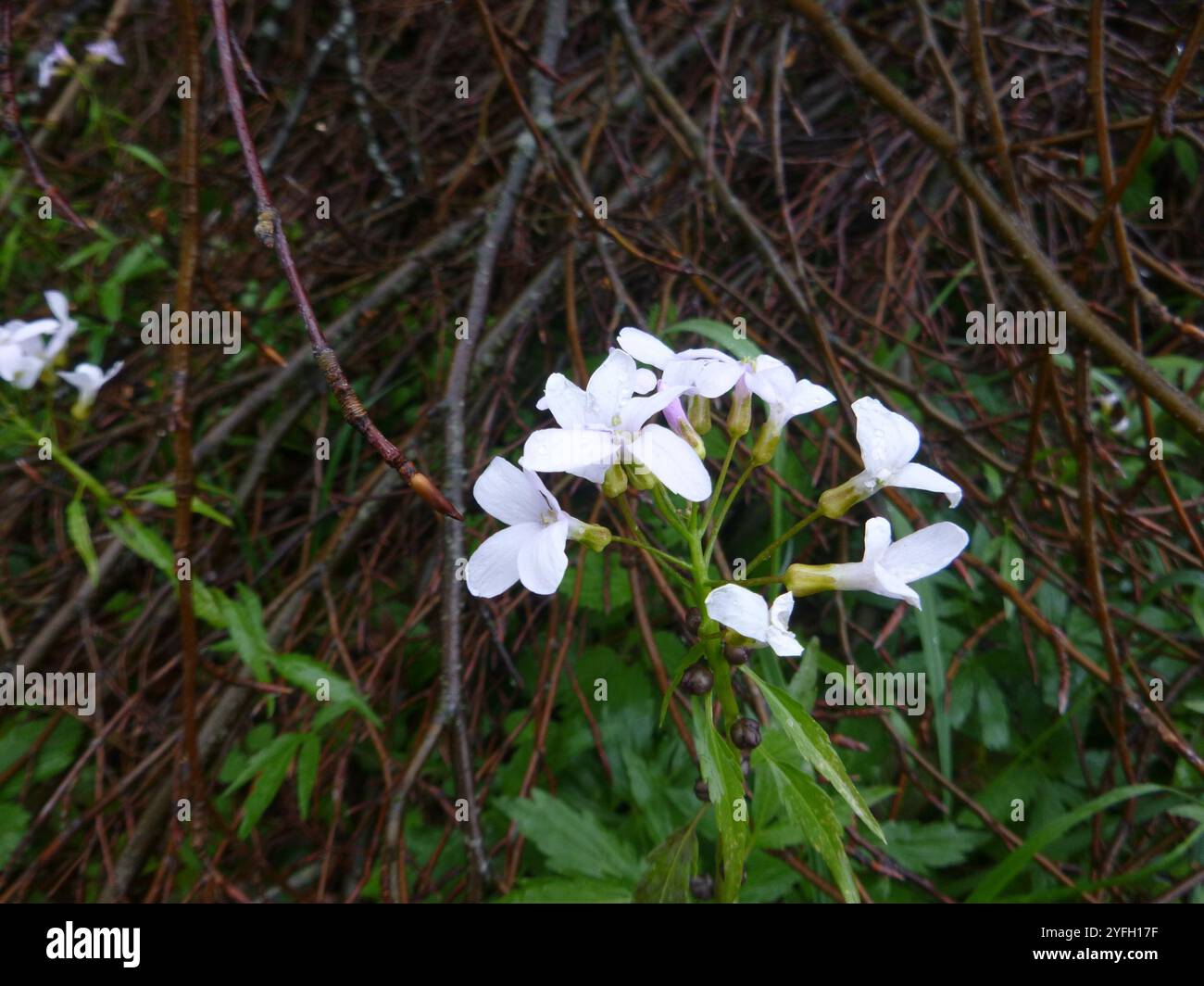 coralroot (Cardamine bulbifera Stock Photo - Alamy