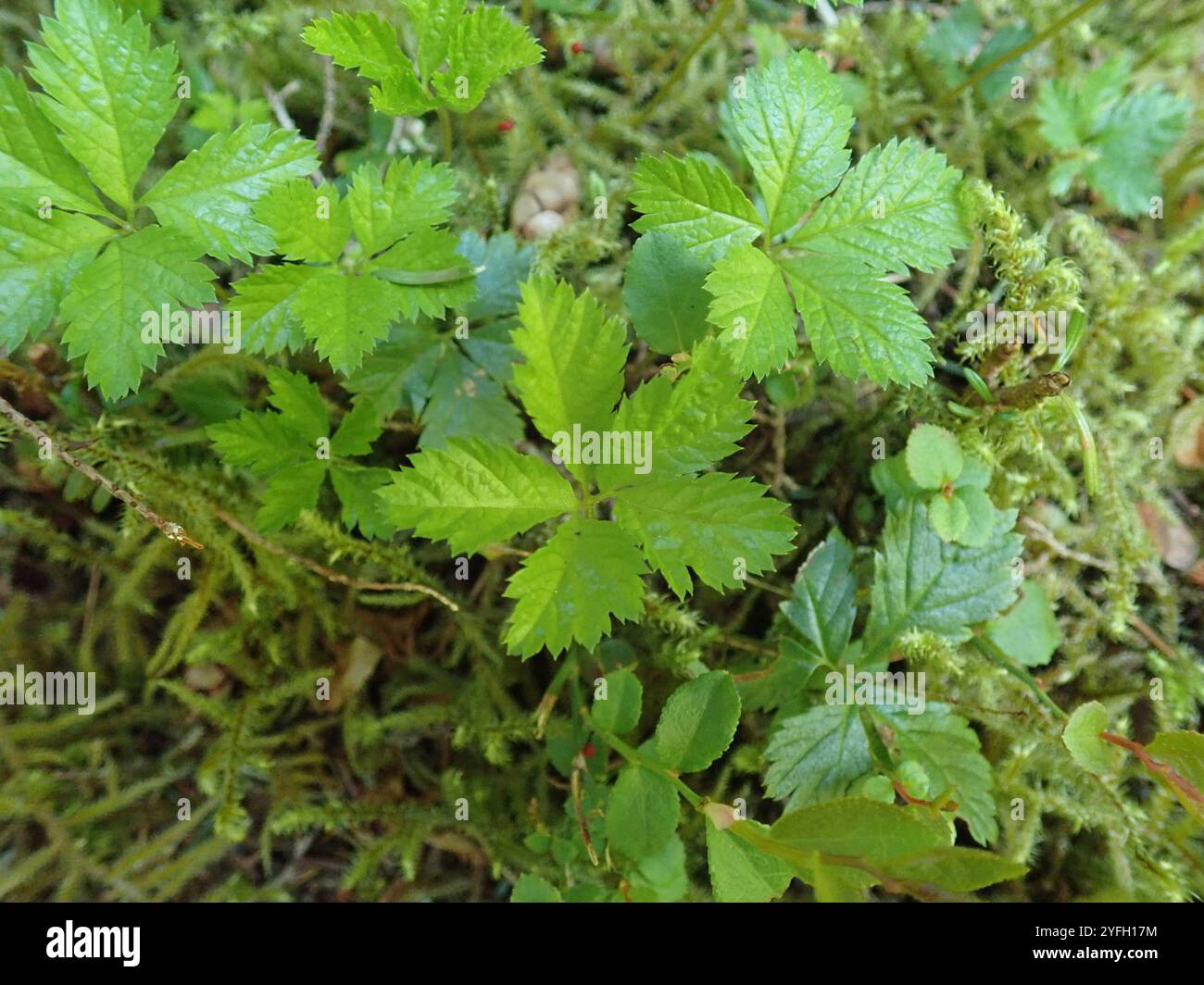 Five-leaf Dwarf Bramble (Rubus pedatus Stock Photo - Alamy