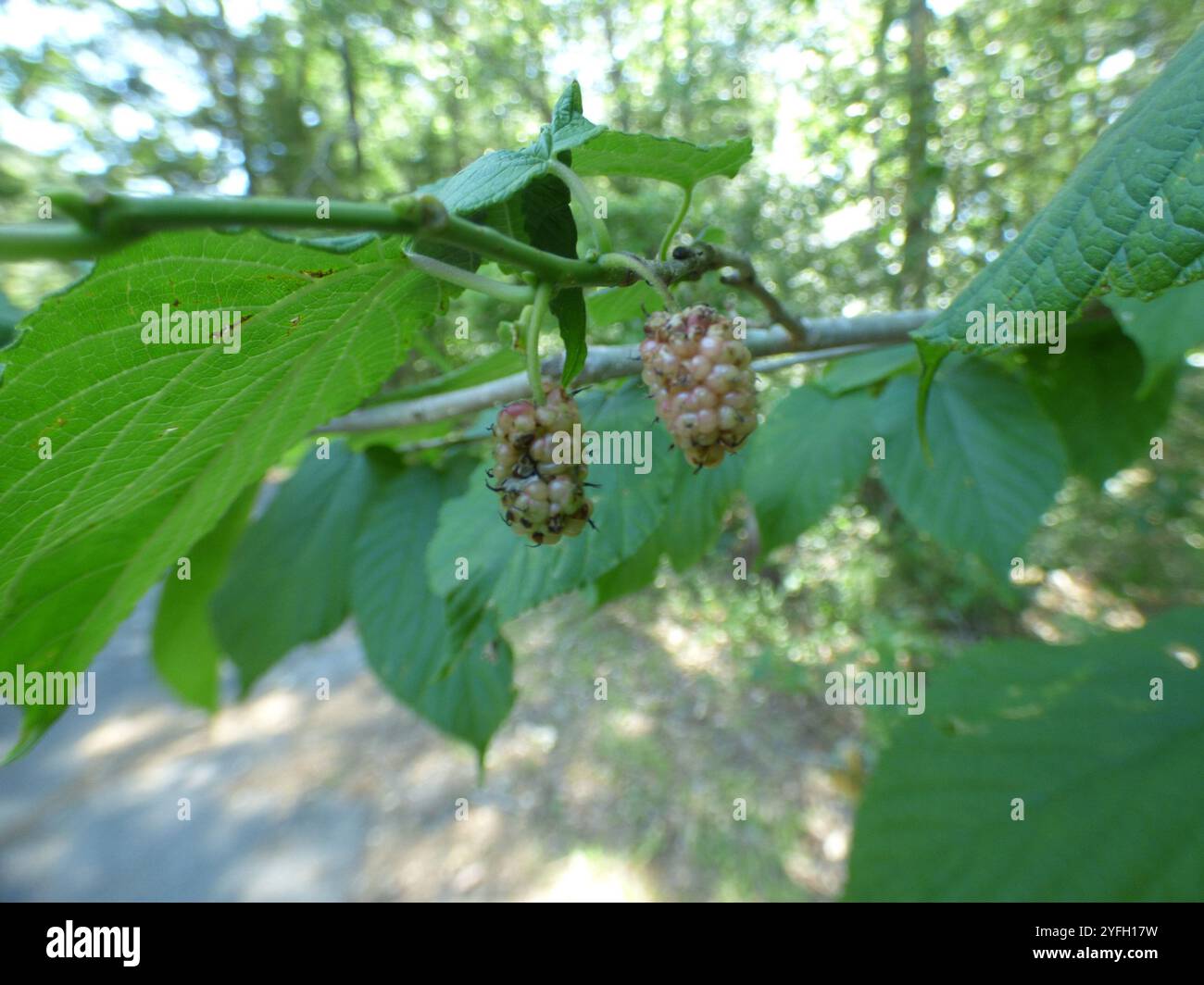 red mulberry (Morus rubra Stock Photo - Alamy
