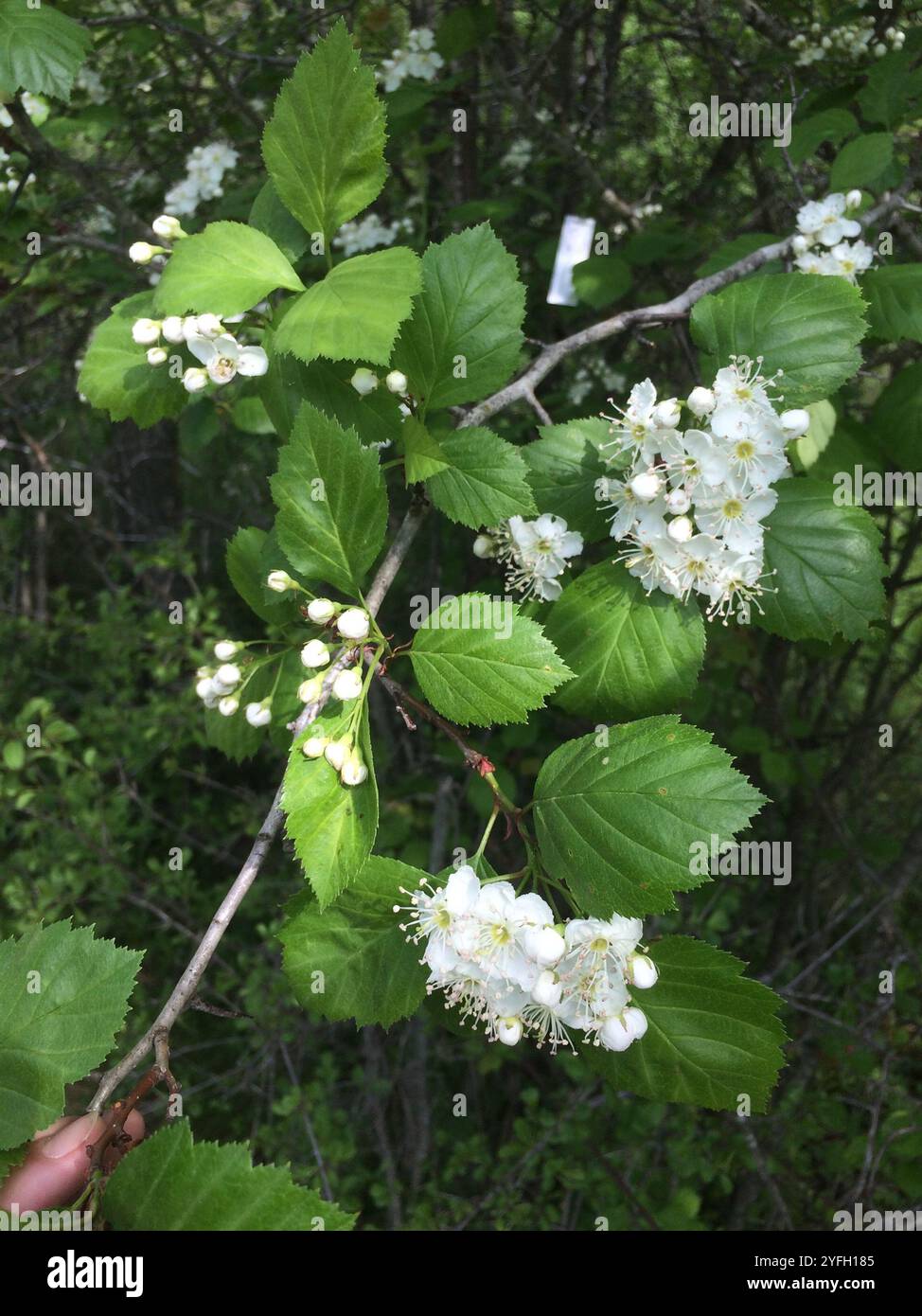 Brainerd's Hawthorn (Crataegus brainerdii Stock Photo - Alamy