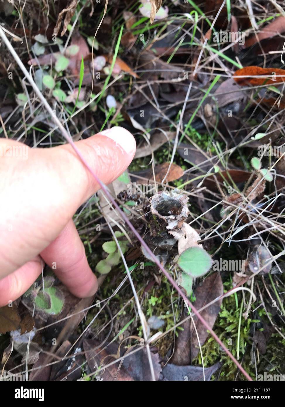 California Turret Spider (Atypoides riversi Stock Photo - Alamy