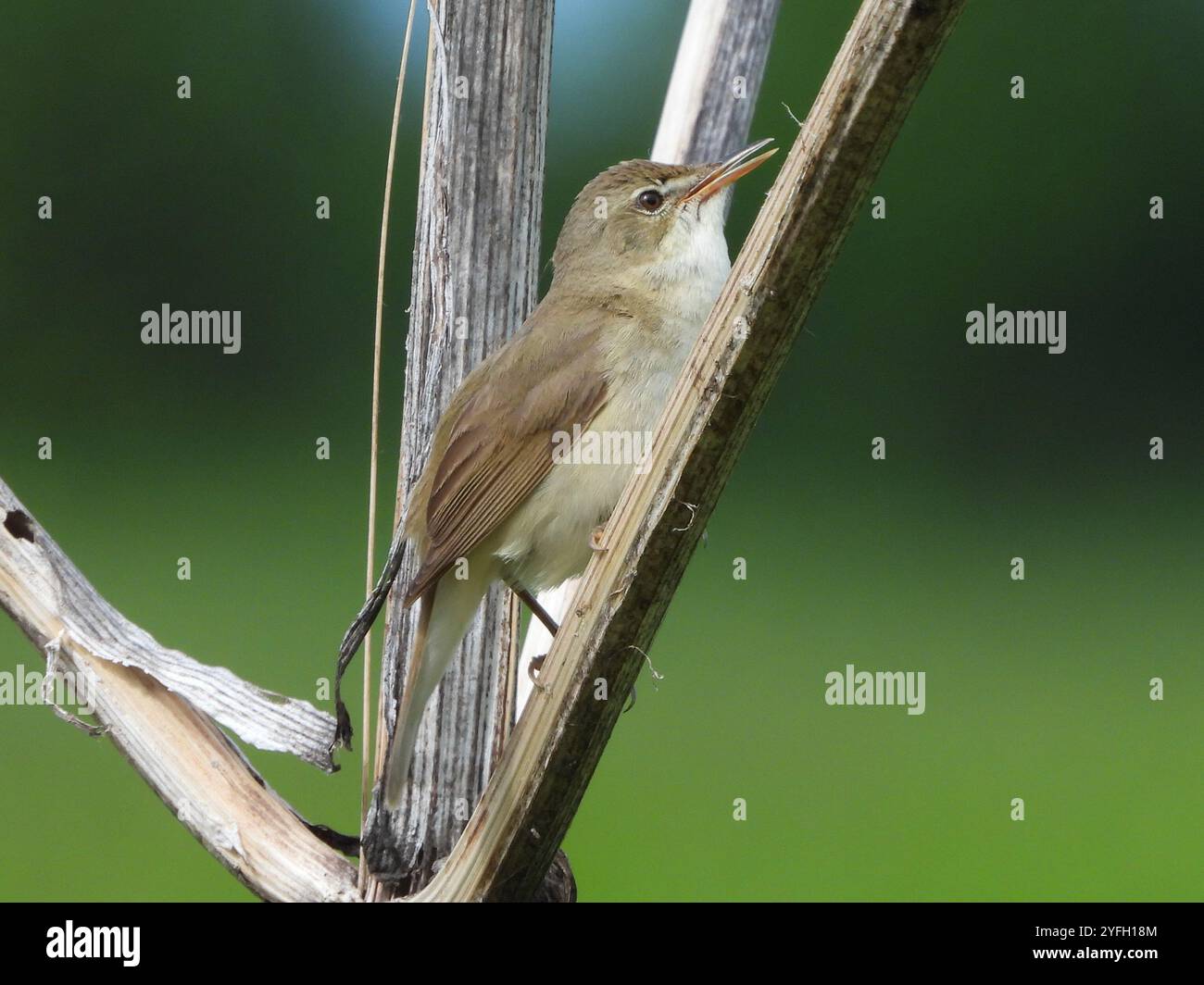 Blyth's Reed Warbler (Acrocephalus dumetorum Stock Photo - Alamy