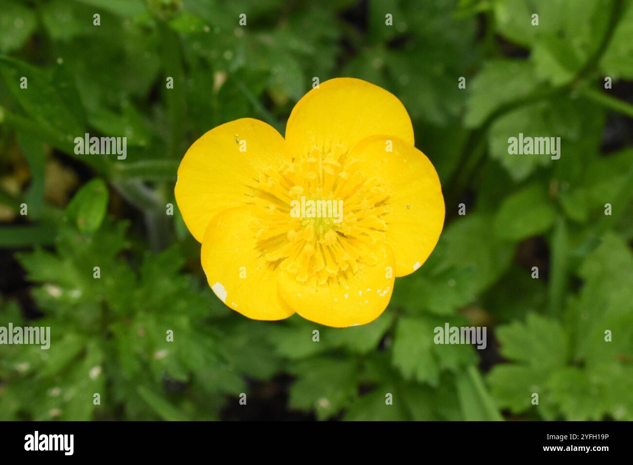 Creeping buttercup (Ranunculus repens Stock Photo - Alamy