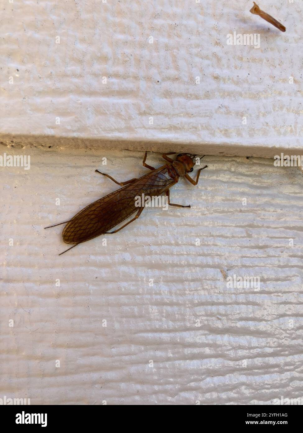 Common Stoneflies (Perlidae Stock Photo - Alamy