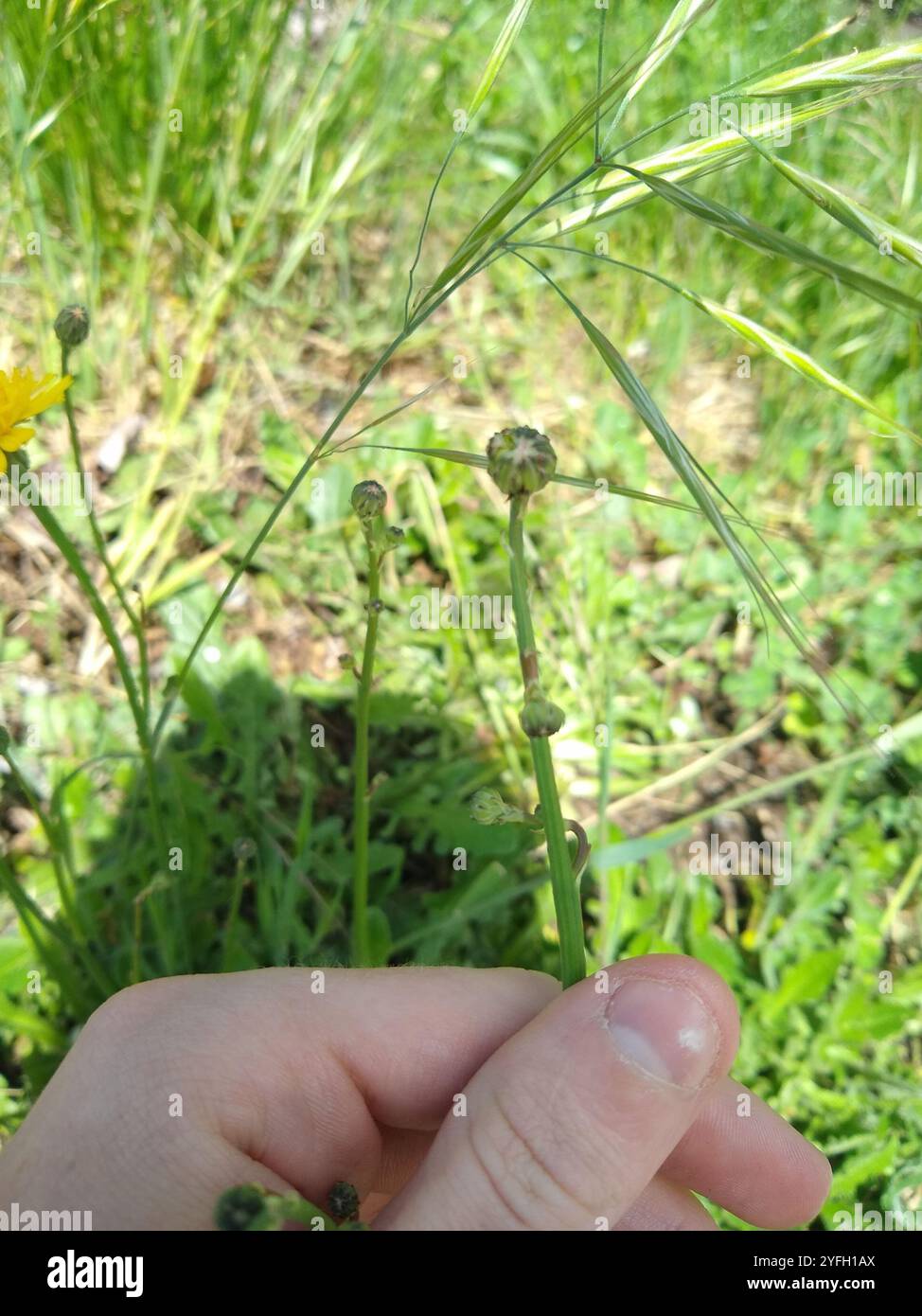 Common Cat's-ear (Hypochaeris radicata Stock Photo - Alamy