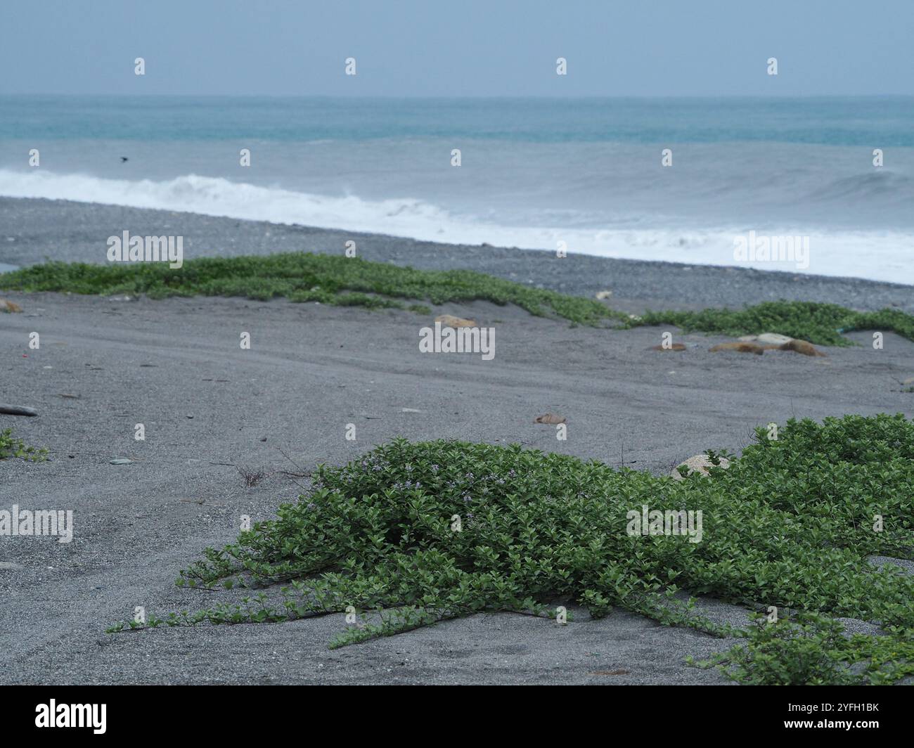Beach Vitex (Vitex rotundifolia Stock Photo - Alamy