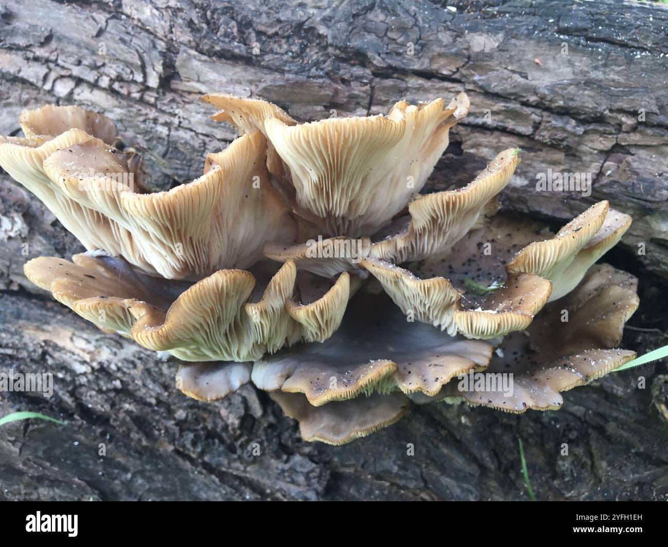 Oyster Mushroom (Pleurotus ostreatus Stock Photo - Alamy